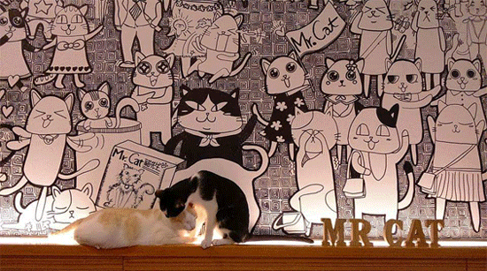 Mr.Cat 貓先生